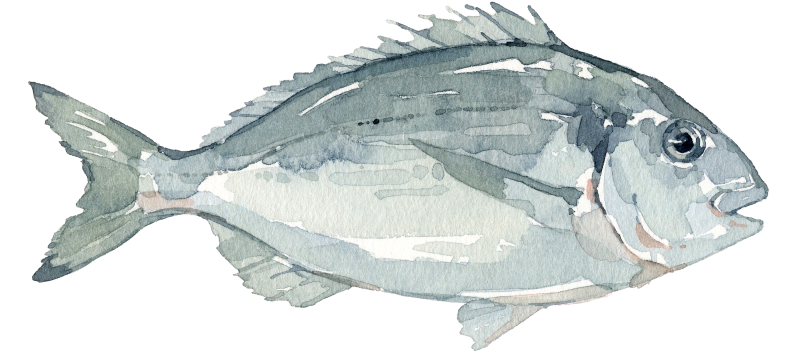 Frische Dorade Royal online kaufen • Deutsche See Lieferservice