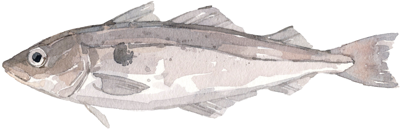 Fischlexikon