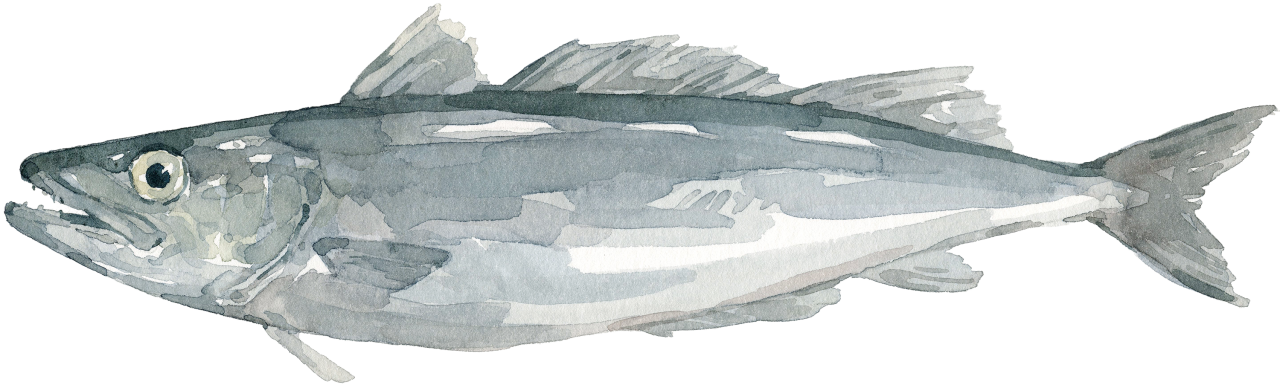 Fischlexikon