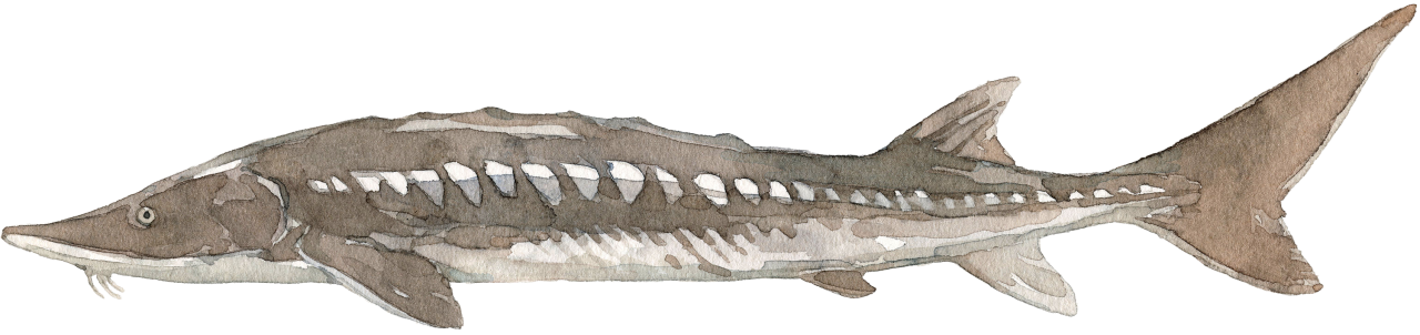 Fischlexikon
