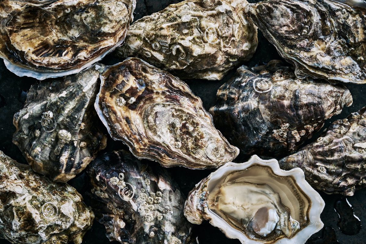 Austern – eine Delikatesse aus dem Meer