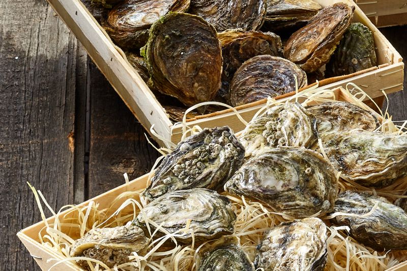 Frische Austern jetzt online kaufen